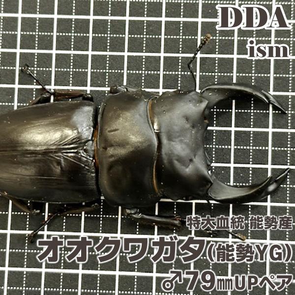 (産地:大阪府能勢町産) (種類（昆虫）:オオクワガタ ♂♀成虫ペア ♀サイズフリー) (注意:画像は同等のイメージとなります。) くわがた