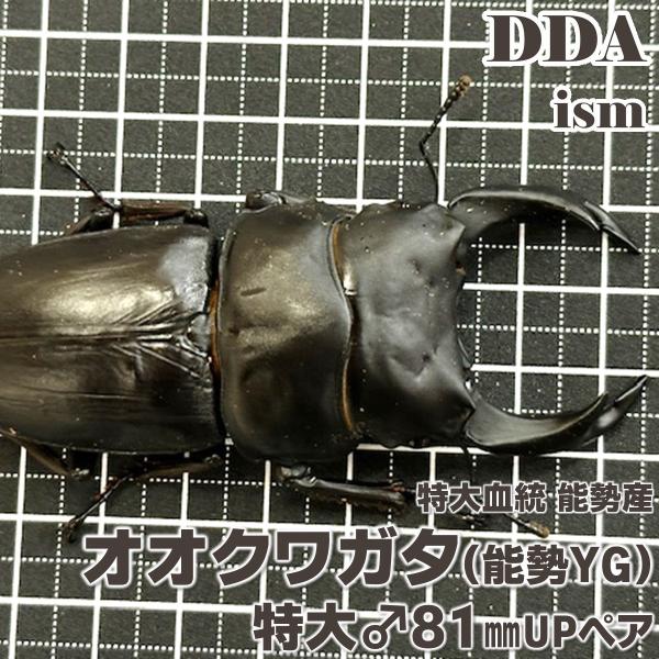 (産地:大阪府能勢町産) (種類（昆虫）:オオクワガタ ♂♀成虫ペア ♀サイズフリー) (注意:画像は同等のイメージとなります。) くわがた