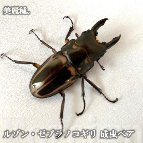 (産地:ルソン島 N・Vカシブ CB) (種類（昆虫）:ルゾン・ゼブラノコギリ ♂♀成虫ペア サイズフリー) (注意:画像は同等のイメージとなります。) くわがた