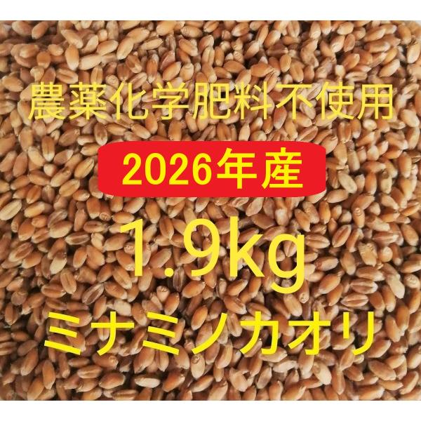 令和8年産 パン用小麦「ミナミノカオリ」(粒 丸麦) 1.9kg 農薬不使用 化学肥料不使用 常温送風乾燥 国産 パン用小麦品種・紀伊半島の山間部で32年、小麦を栽培しています。・農薬・除草剤・化学肥料は使用していません。・ひまわり・エビス...