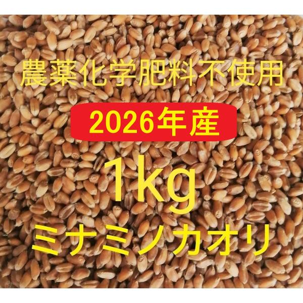 令和8年産 パン用小麦「ミナミノカオリ」(粒 丸麦) 1kg 農薬不使用 化学肥料不使用 常温送風乾燥 国産 パン用小麦品種・紀伊半島の山間部で32年、小麦を栽培しています。・農薬・除草剤・化学肥料は使用していません。・ひまわり・エビスグサ...