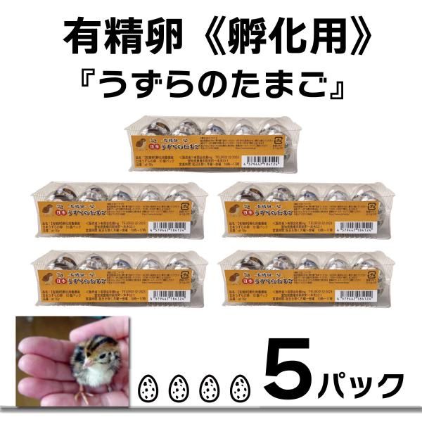 孵化を目的とした日本うずらの有精卵です。平井理論をもとにきれいな空気とミネラルたっぷりの水、抗生物質などの薬品の入らない新鮮なエサで産まれた卵は、別売の孵卵器を使用し卵を孵していただくことで健康で可愛いうずらの雛が産まれます。必ずお読み下さ...