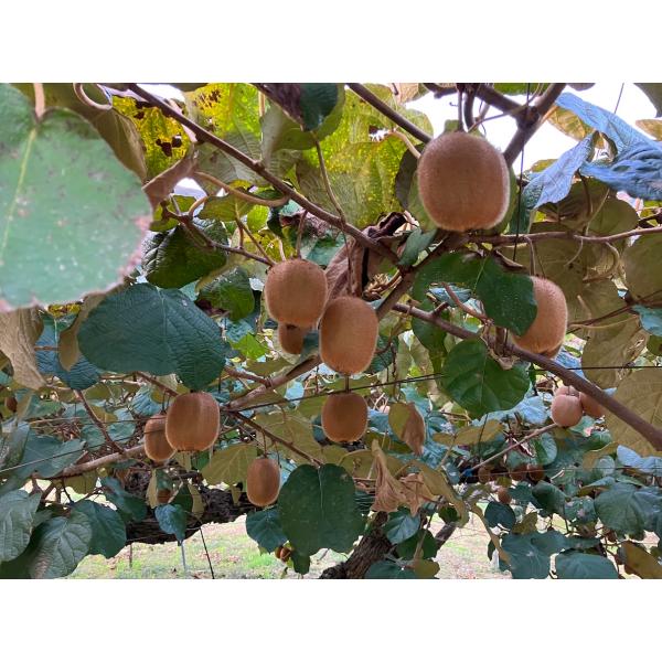 今期から有機栽培にチャレンジしており、農薬・化学肥料・除草剤不使用、そして畑には炭を使い土壌を整え安心でおいしいキウイフルーツを栽培しております！！大きさはふぞろいにてお送りさせて頂きます。（約100〜150g前後のものをお届け致します）発...