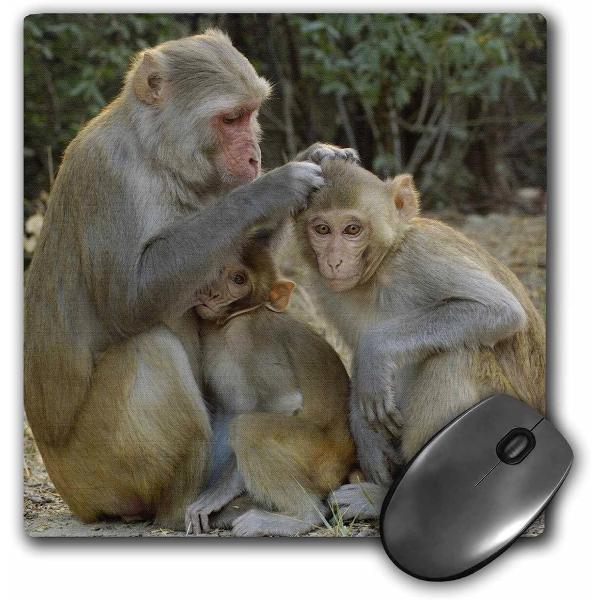 商品名3D Rose""Rhesus Macaque Bharatpur National Park Rajasthan As10 Pox0781Pete Oxford"" マット仕上げ マウスパッド - 8 x 8インチ - mp_735...