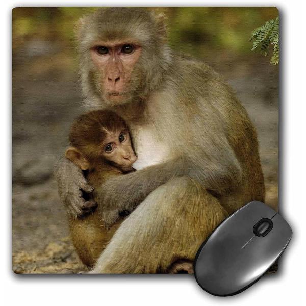 商品名3dRose LLC 8 x 8 x 0.25 Inches Mouse Pad, Rhesus Macaque, Bharatpur National Park, Rajasthan India - Pete Oxford (mp_...