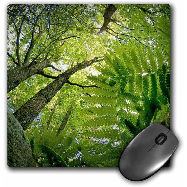 商品名3dRose Forest Scene in Acadia National Park, Maine - US20 RSP0011 Mouse Pad, 8"" x 8"" (mp_90774_1)ブランド：3dRose商品サイズ：8...