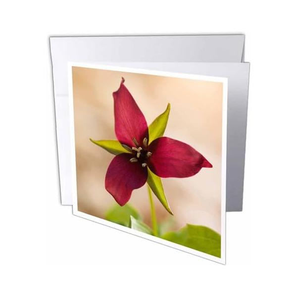 商品名Danita Delimont   バーモント州   レッドTrillium、ジャマイカState Park Vermont   us46 jmo0258   ジェリーとMarcy Monkman   グリーティングカード Set o...