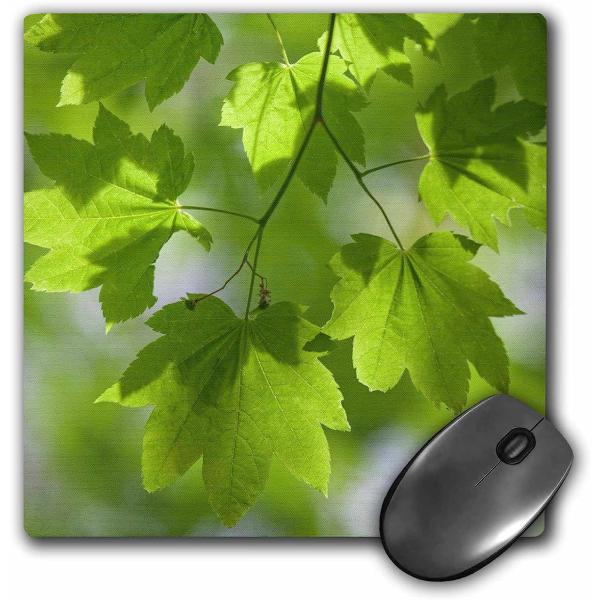 商品名3drose USA, Oregon, Silverton Vine Maple Leaves in Silver Falls State Park - Mouse Padブランド：3dRose商品サイズ：8"" x 8""高さ：0....