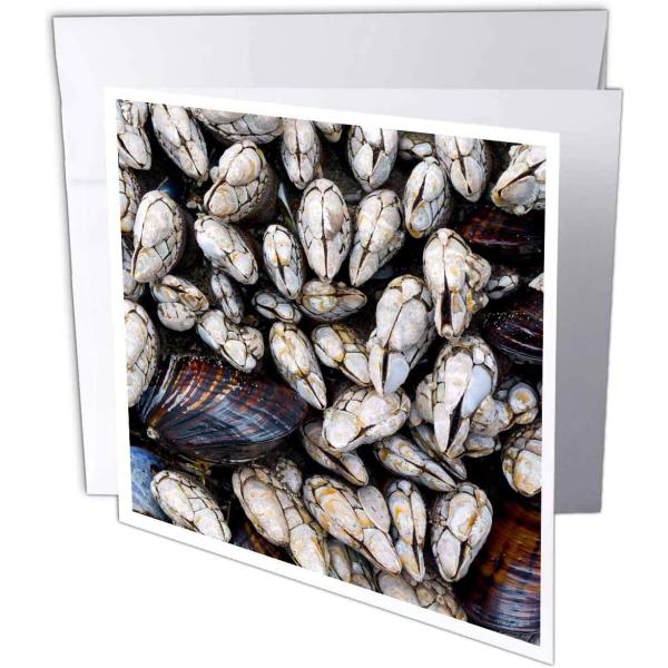 商品名Danita Delimont   オリンピック国立公園   ワシントン、オリンピック国立公園。Gooseneck Barnacles and Clams。   グリーティングカード Individual Greeting Card3...