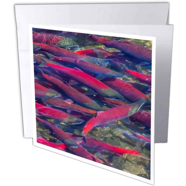 商品名3dRose Danita Delimont - Fish - Migrating sockeye salmon, Katmai National Park, Alaska, USA - 12 Greeting Cards with ...