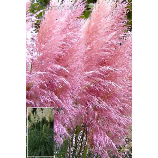 商品名Pink Pampas Grass (Cortaderia Selloana) Seeds - Fast Growing (100 Seeds)ブランド：CaribbeanGarden商品サイズ：100 Seeds商品番号：色：Gre...