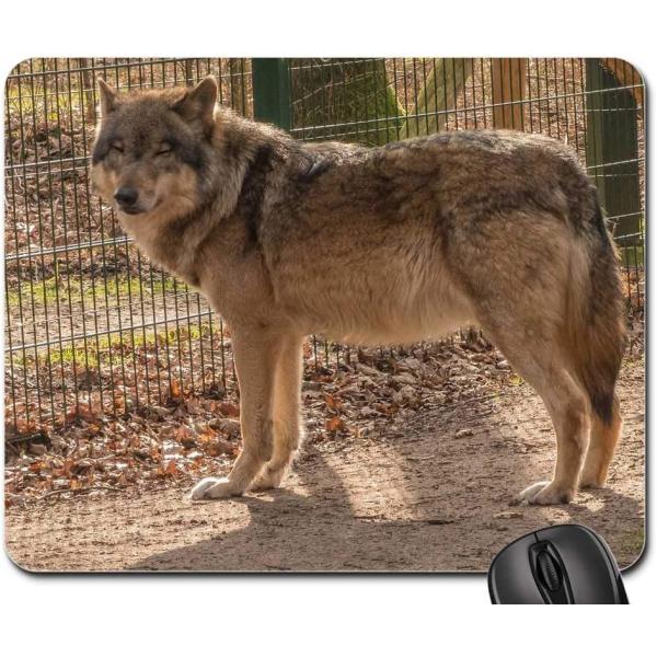 商品名Mouse Pad - Wolf Wild Carnivores Wildlife Park Pack Animal 1ブランド：Yuatuwaw商品サイズ：商品番号：色：素材：