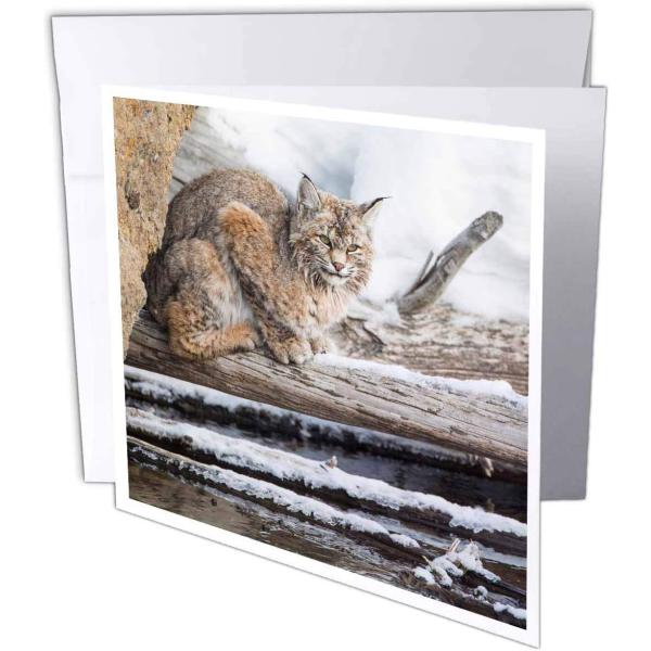 商品名3dRose Danita Delimont - Animals - Wyoming, Yellowstone National Park, Bobcat on log along Madison River - 6 Greeting...