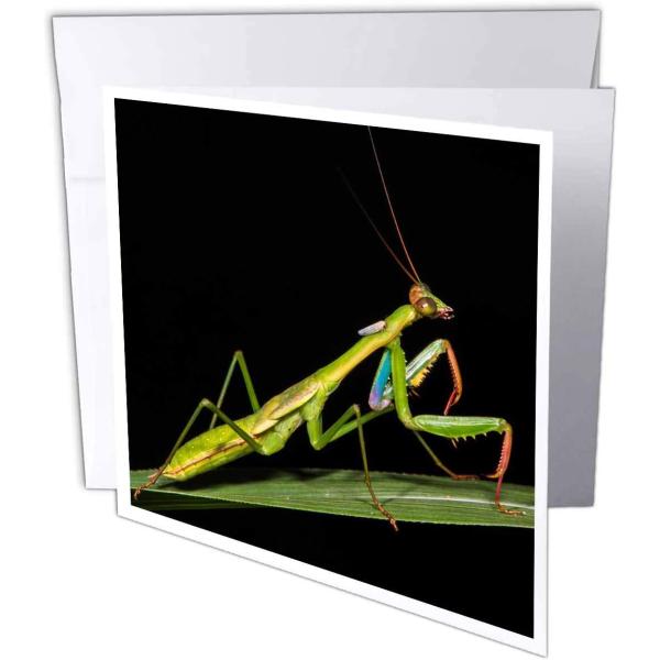 商品名3dRose Danita Delimont - Insect - Preying mantis, Odzala, Kokoua National Park, Congo - 6 Greeting Cards with envelop...