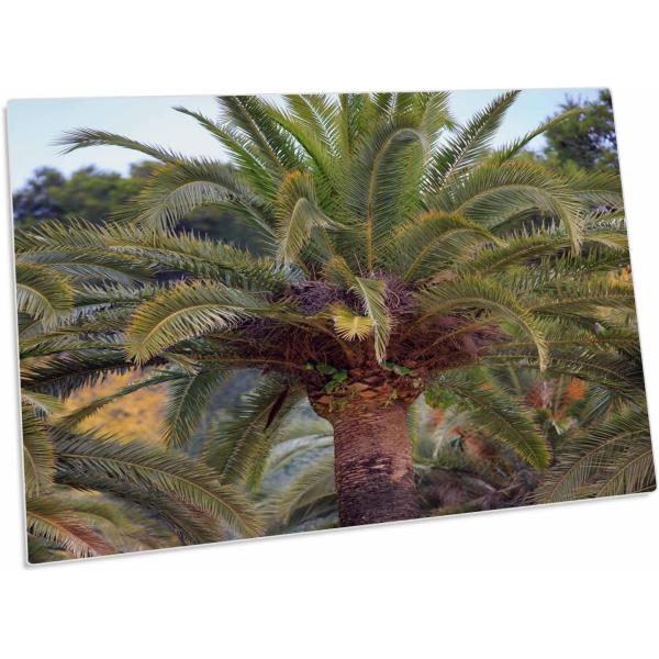 商品名3dRose Palm Trees Within The Grounds of Park Guell, Barcelona. - Desk Pad Place Mats (dpd-257870-1)ブランド：3dRose商品サイズ：商...