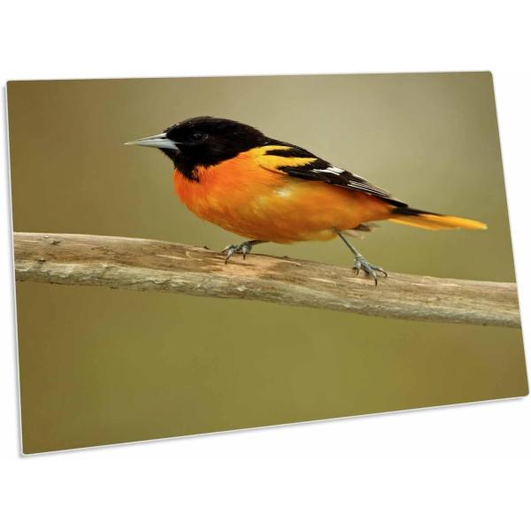 商品名3dRose Rondeau Provincial Park. Baltimore Oriole on Branch. - Desk Pad Place Mats (dpd-329898-1)ブランド：3dRose商品サイズ：Larg...