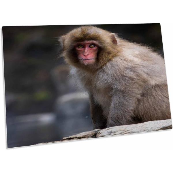 商品名3dRose A Snow Monkey, Macaque, in Jigokudani Park, Japan - Desk Pad Place Mats (dpd-343236-1)ブランド：3dRose商品サイズ：商品番号：dp...