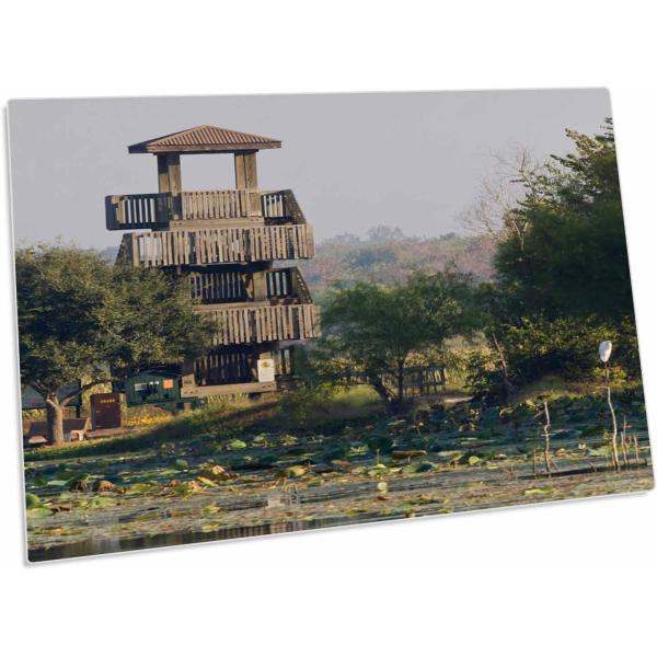 商品名3dRose Brazos Bend State Park, Wetlands, Houston, Texas, USA -. - Desk Pad Place Mats (dpd-146927-1)ブランド：3dRose商品サイズ：...