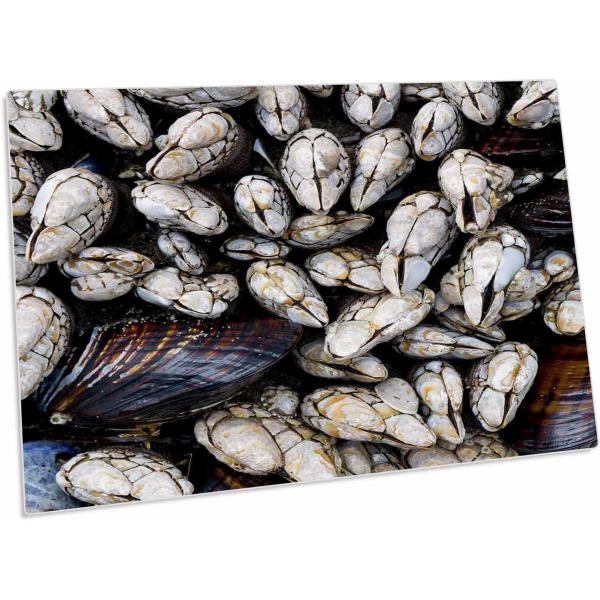 商品名3dRose Washington, Olympic National Park. Gooseneck barnacles. - Desk Pad Place Mats (dpd-251511-1)ブランド：3dRose商品サイズ：商...