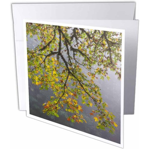 商品名3dRose Bigleaf maple limbs and fog in Scenic Beach State Park WA - Greeting Cards (gc-368489-5)ブランド：3dRose商品サイズ：Indiv...