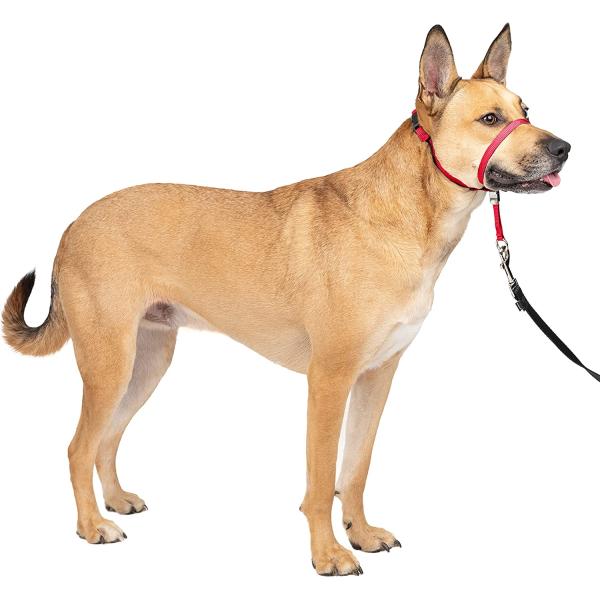 商品名PetSafe ペットセーフ ジェントルリーダー ヘッドカラー クイックリリース（M レッド）PetSafe Gentle Leader Headcollar, No-Pull Dog Collar   Perfect for Lea...