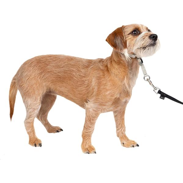 商品名PetSafe ペットセーフ ジェントルリーダー ヘッドカラー クイックリリース（S シルバー）PetSafe Gentle Leader Headcollar, No-Pull Dog Collar, Silver, Small U...