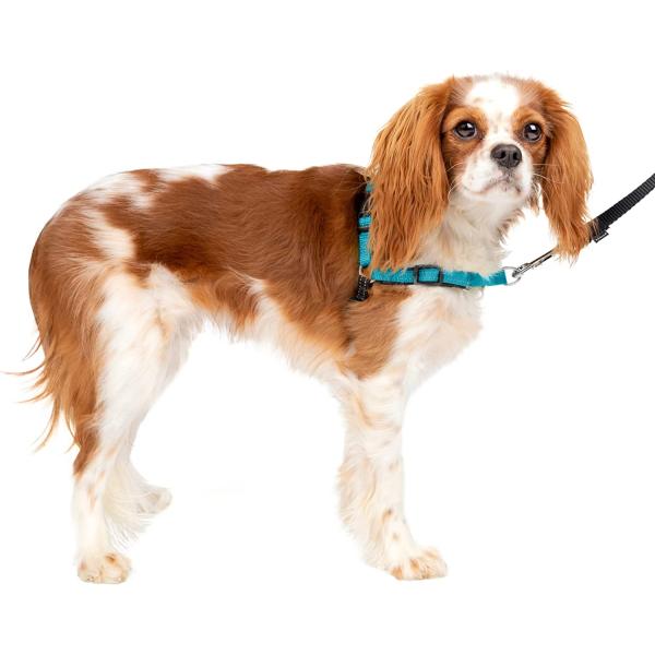 商品名[ ペットセーフ ] PetSafe 犬用 ハーネス デラックス イージーウォークハーネス 小型犬 S サイズ Deluxe Easy Walk Harness S EWH-D-HC-S-OCN オーシャンブルー/ブラック Ocean...