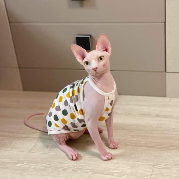 商品名OCHSTIN Hairless Cat Clothes, Summer Cotton T-Shirt, Colorful Polka Dot Print Camisole, for Sphynx, Cornwall Rex, Dev...