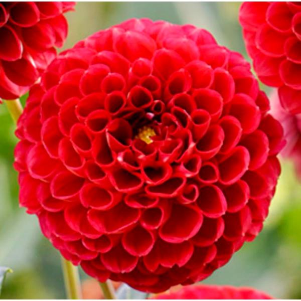 【発売日：2025年05月12日】はじめまして。市場に出荷している花農家のお店です。熟練の技で株分けた、発芽点が確認できる高品質な球根のみを、栽培者が畑から直送いたします。--------- 品種　朝日てまり あさひてまり手毬のようにころん...