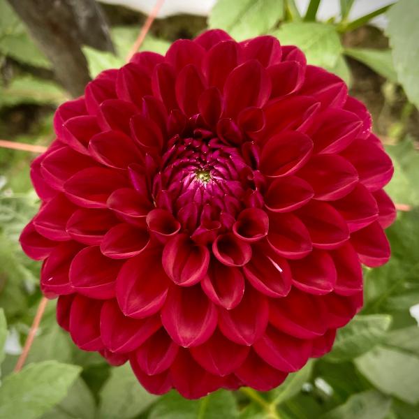 【発売日：2025年05月12日】はじめまして。市場に出荷している花農家のお店です。熟練の技で株分けた、発芽点が確認できる高品質な球根のみを、栽培者が畑から直送いたします。--------- 品種　恋紅　こいべに非常に上品で艶やかなダリアで...