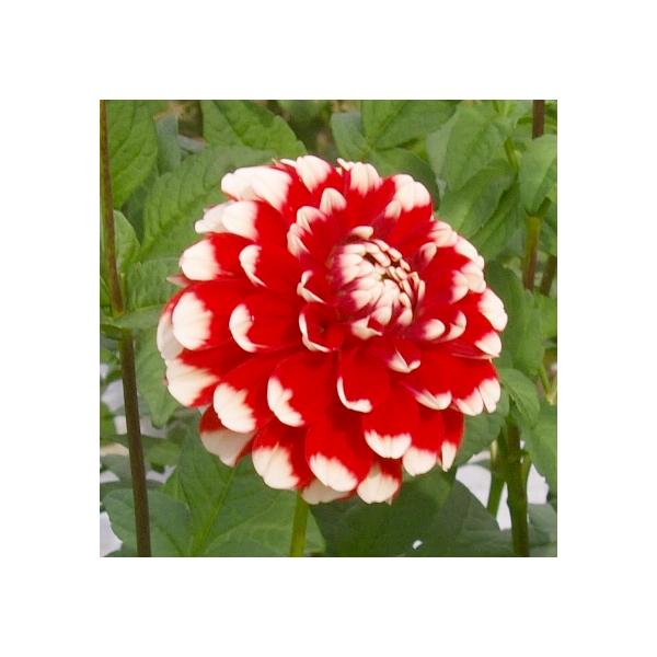 【発売日：2025年05月12日】市場に出荷している花農家のお店です。熟練の技で株分けた、発芽点が確認できる高品質な球根のみを、栽培者が畑から直送いたします。--------- 品種　祝杯　しゅくはい歴史ある、伝統的なダリアです。紅白2色咲...