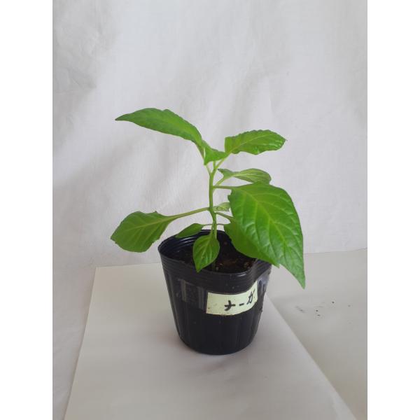 希少、激辛洋画裸子、アルマゲドンナーが、1苗室内で通年育ちます。地植えの方は5月くらいに移植してください小さめポリポットで第四種郵便でお送り致します届きましたら、鉢に植え替えてください