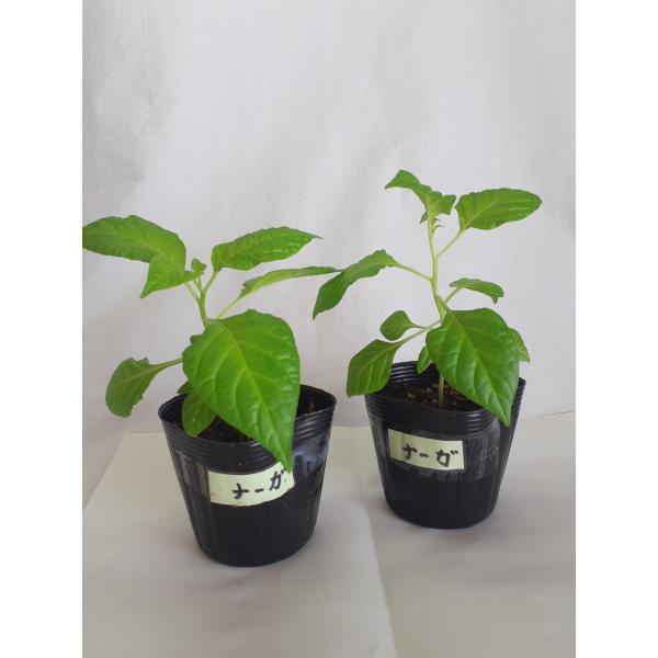 希少激辛唐辛子、アルマゲドンナーガの苗、2苗、送料込室内で通年育ちます。地植えの方は5月くらいに移植してください小さめポリポットで第四種郵便にてお送り致します、届きましたら鉢に植え替えてください