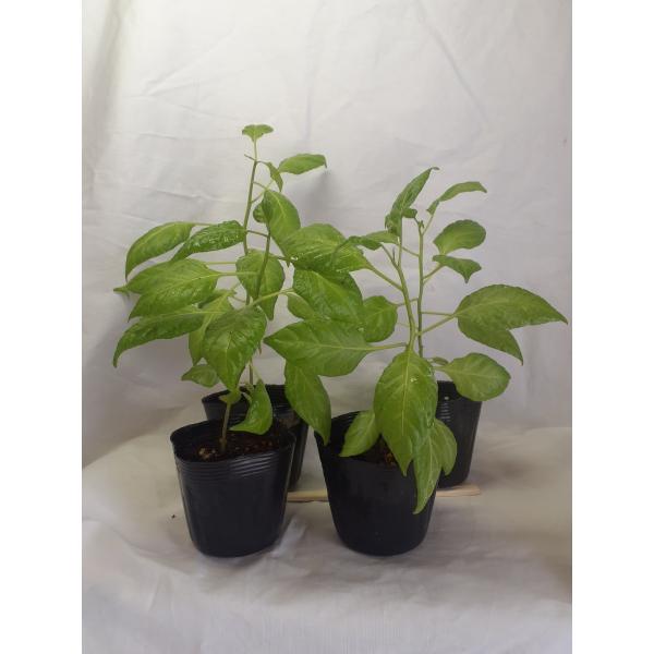 世界一辛い、辛さ248万スコヴィルの激辛唐辛子、ドラゴンズブレスの苗、4苗セット小さめポリポットに入れて第四種郵便にてお送り致します届きましたら、1苗ずつ鉢に植え替えてください大きく育って実を採取するときは、必ず手袋着用でお取り扱いください