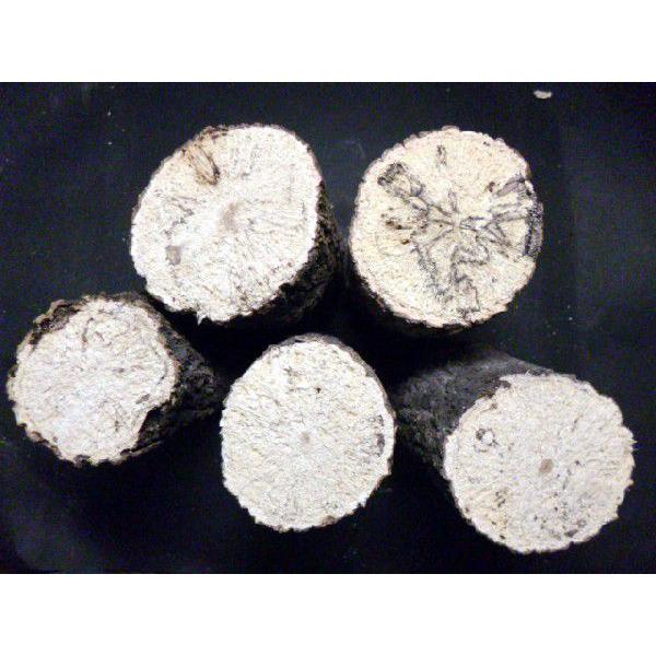 ◎規格：直径5〜7cm　長さ約14cm◎特徴：芯20％程度 雑菌2〜3ヶ所程度◎使用方法：乾燥しておりますのでオオクワは 3時間程度加水し1〜2時間程度陰干し後、ご使用 下さいませ。ヒラタ等多湿を好む種は半日程度加水 し1〜2時間程度陰干し...