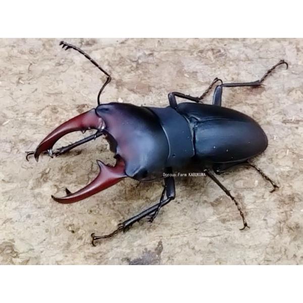 ◎学名 Macrocrates australis ◎和名 アウストラリスオオズクワガタ◎産地 ブラジル パラナ州 Tijucas do Sul◎累代 WF1◎割出し日 2026.5月◎画像はオス成虫の参考画像です。◎販売証明書付き◎90c...