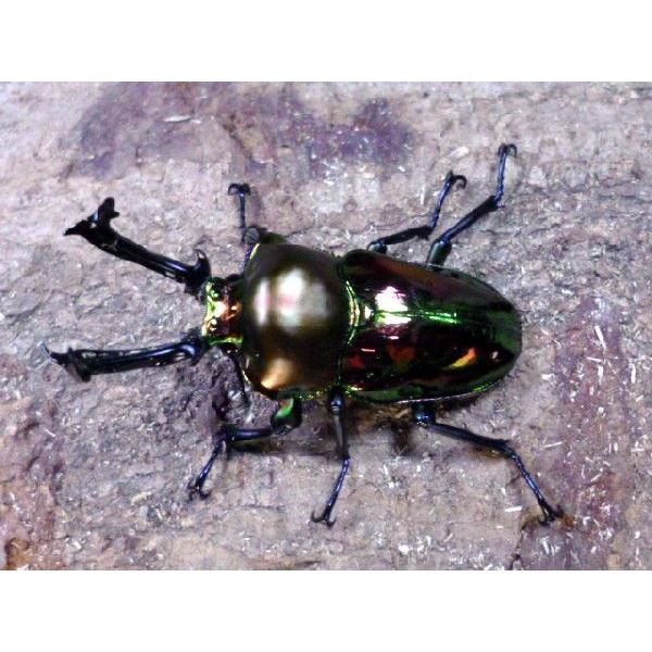 ◎学名 phalacrognthus muelleri◎和名 ニジイロクワガタ◎産地 オーストラリア クィーンズランド◎累代 不明◎羽化日 2025.12〜2026.2月◎画像は参考画像です。　オスは50〜54mmの中から　在庫のあるサイズ...