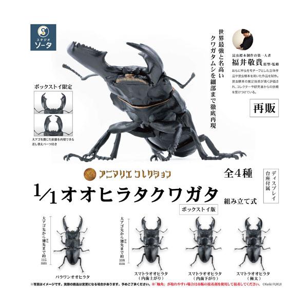 【発売日：2026年06月30日】再販 アニマリエコレクション 1/1 オオヒラタクワガタ ボックストイ版 (1BOX) SO-TA（ソータ） ■発売予定：2026年6月予定(発売は遅れる可能性が御座います。)好評につき再販決定！世界最強と...