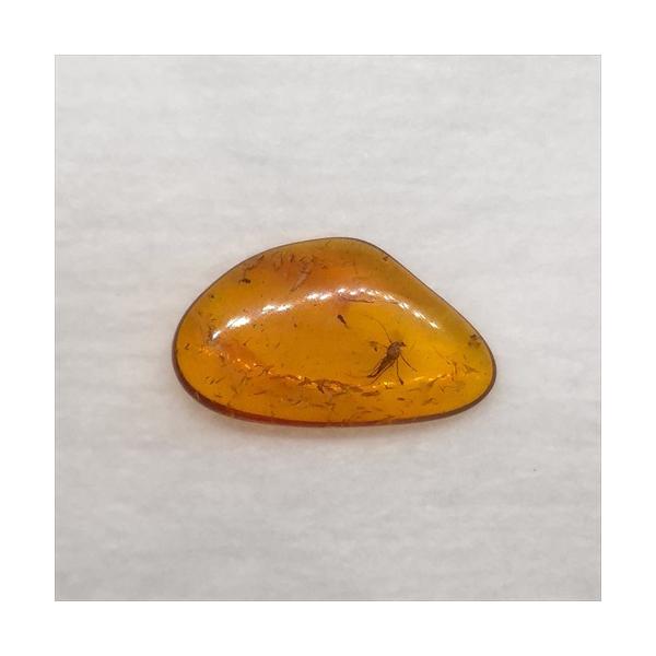 ■虫入り琥珀〈Insects in Amber〉【化石の大きさ】13.80×8.46×2.47mm【虫の大きさ】約2.35mm （一番長い部分）【英名】Insects in Amber【時代】古第三紀・漸新世（Oligocene）約3,00...