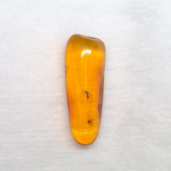 ■虫入り琥珀〈Insects in Amber〉【化石の大きさ】20.93×7.89m4.23m【虫の大きさ】約2.3mm× 2.3mm× 2.3mm（一番長い部分）【化石産地】Balttic Sea バルト海沿岸沿【英名】Insects ...