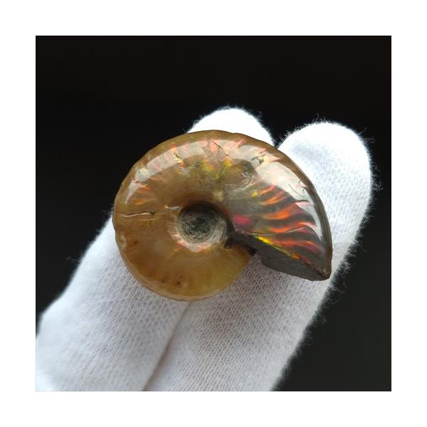 ■アンモナイトの化石【化石の大きさ】33.48×25.38×11.30mm【化石の重さ】10ｇ【化石産地】マダガスカルアンモナイトは、約6550万年前の白亜紀に絶滅したと考えられています。約4億2000年前のシルル紀末から3億5000万年前...