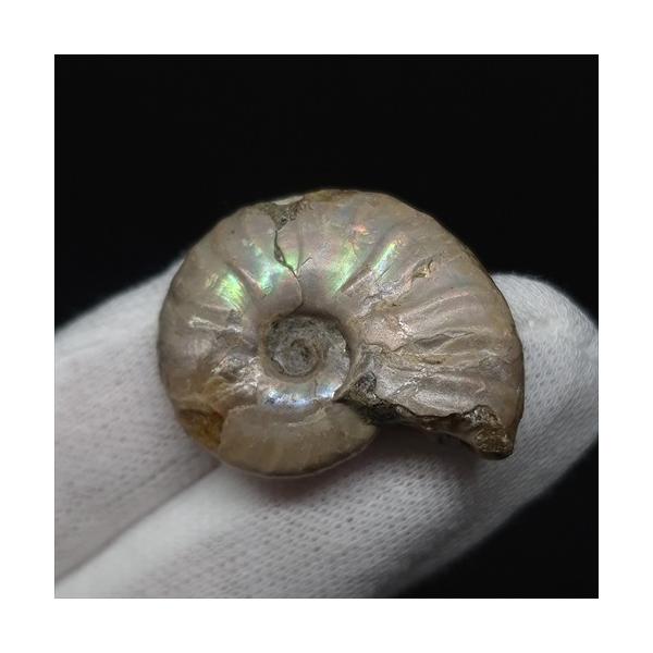 ■アンモナイトの化石（レインボー）【化石の大きさ】29.35×23.46×9.35mm【化石の重さ】8ｇ【化石産地】マダガスカル【化石時代】中生代白亜紀（1億3500万 -- 6600万年前）アンモナイトは、約6550万年前の白亜紀に絶滅し...