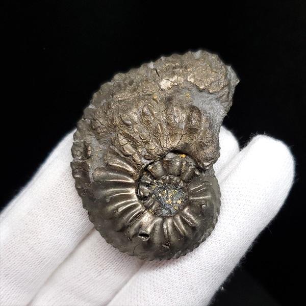 ■黄鉄鉱化 アンモナイトの化石/Amaltheus sp.〈アマルセウス属の未定種〉【化石の大きさ】43.95×31.34×11.06mm【化石の重さ】26ｇ【化石産地】Tournemire, Aveyron, フランス南部【時代】1.82...