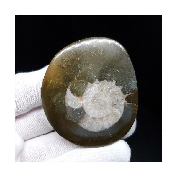 ■ゴニアタイトの化石【化石の大きさ】53.83×47.06×9.18mm【化石の重さ】36ｇ【時代】モロッコ【化石産地】デボン期（4億1000万 -- 3億6700万年前）アンモナイトは、約6550万年前の白亜紀に絶滅したと考えられています...