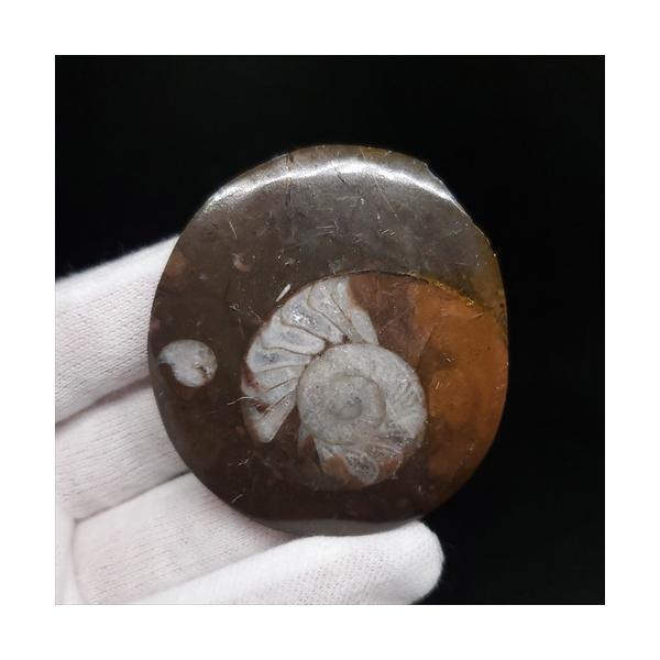 ■ゴニアタイトの化石【化石の大きさ】55.18×49.09×9.67mm【化石の重さ】39ｇ【時代】モロッコ【化石産地】デボン期（4億1000万 -- 3億6700万年前）アンモナイトは、約6550万年前の白亜紀に絶滅したと考えられています...