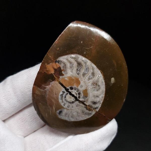 ■ゴニアタイトの化石【化石の大きさ】61.09×50.15×9.66mm【化石の重さ】40ｇ【時代】モロッコ【化石産地】デボン期（4億1000万 -- 3億6700万年前）アンモナイトは、約6550万年前の白亜紀に絶滅したと考えられています...