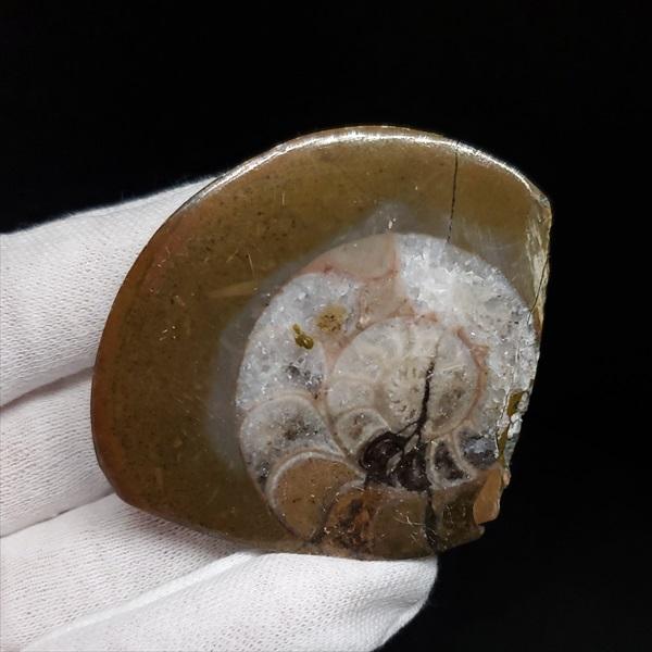 ■ゴニアタイトの化石【化石の大きさ】60.84×53.26×8.68mm【化石の重さ】39ｇ【時代】モロッコ【化石産地】デボン期（4億1000万 -- 3億6700万年前）アンモナイトは、約6550万年前の白亜紀に絶滅したと考えられています...