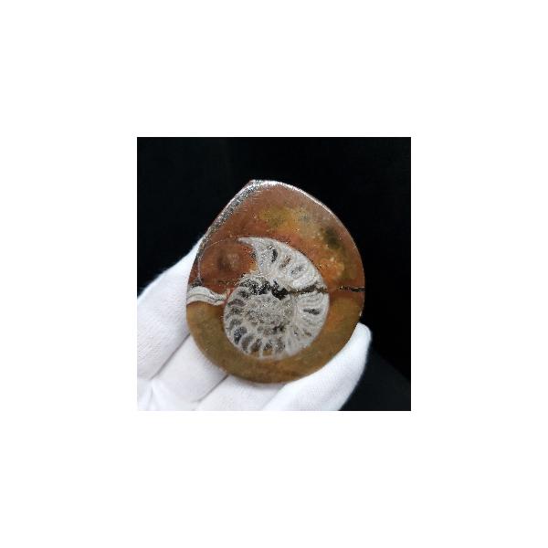 ■ゴニアタイトの化石【化石の大きさ】57.51×49.29×7.49mm【化石の重さ】32ｇ【時代】モロッコ【化石産地】デボン期（4億1000万 -- 3億6700万年前）アンモナイトは、約6550万年前の白亜紀に絶滅したと考えられています...