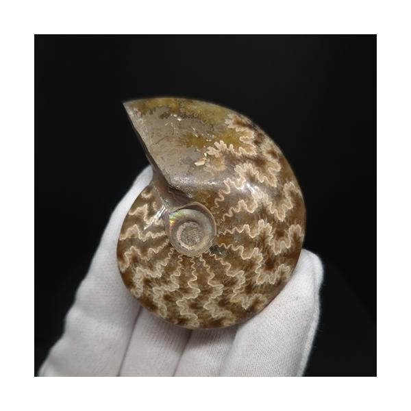 ■アンモナイトの化石（クレオニセラス）【化石の大きさ】66.56×54.92×18.11mm【化石の重さ】63ｇ【化石産地】マダガスカル【化石時代】中生代白亜紀（1億3500万 -- 6600万年前）アンモナイトは、約6550万年前の白亜紀...