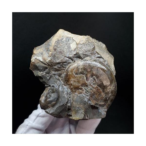 ■アンモナイトの化石【化石全体の大きさ】70.65×62.57×47.03mm【アンモナイトの大きさ】48.27×43.06×18.43mm【化石産地】ノルウェー・スヴァールバル諸島中期三畳紀/Mid. Triassic（約2億4720万年...